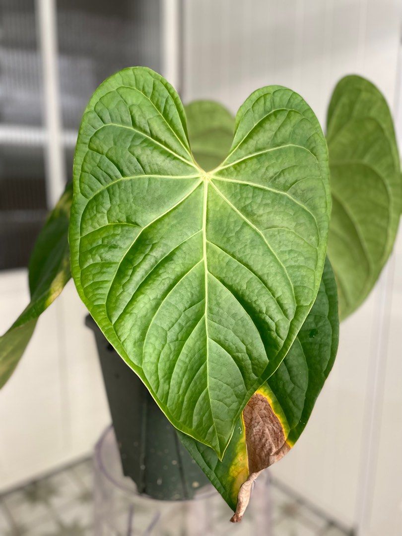 Anthurium Magnificum Norte x luxurians, Furniture & Home Living ...