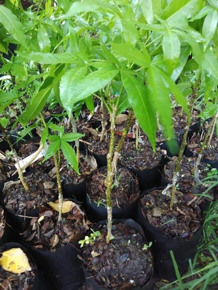 Pokok white sapote pokok kahwin boleh tanam dalam pasu, Furniture ...