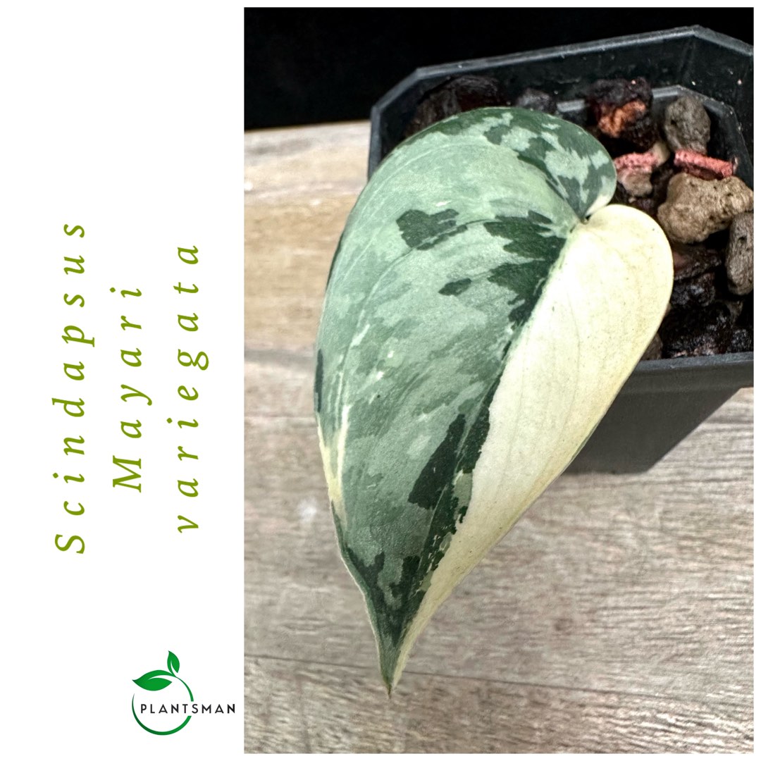 Scindapsus Mayari Variegata, Furniture & Home Living, Gardening, Plants ...