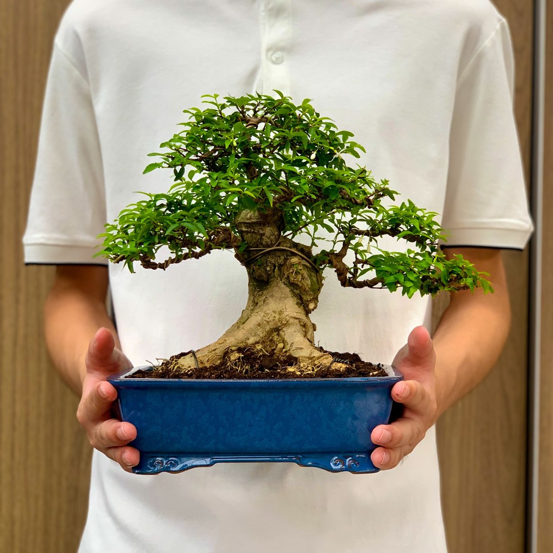 Small leaf Shui Mei Bonsai, Furniture & Home Living, Gardening, Plants ...