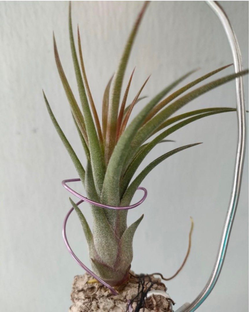 Air plant CYC 057 (Balbisiana x Streptophylla) x Ionantha Ron (First ...