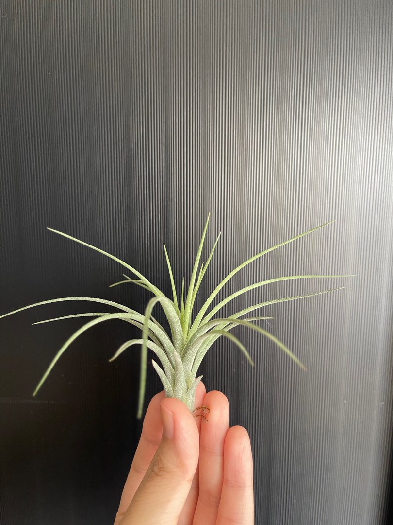 Air plant CYC 057 (Balbisiana x Streptophylla) x Ionantha Ron (First ...