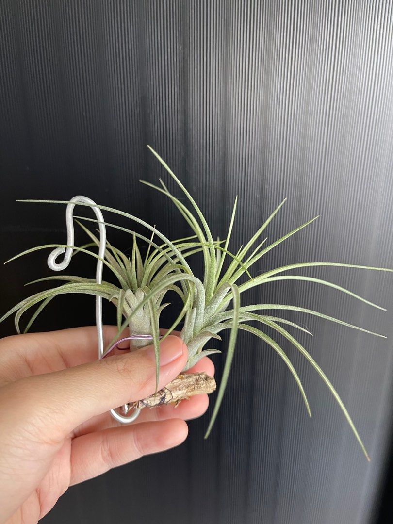 Air plant CYC 057 (Balbisiana x Streptophylla) x Ionantha Ron (First ...