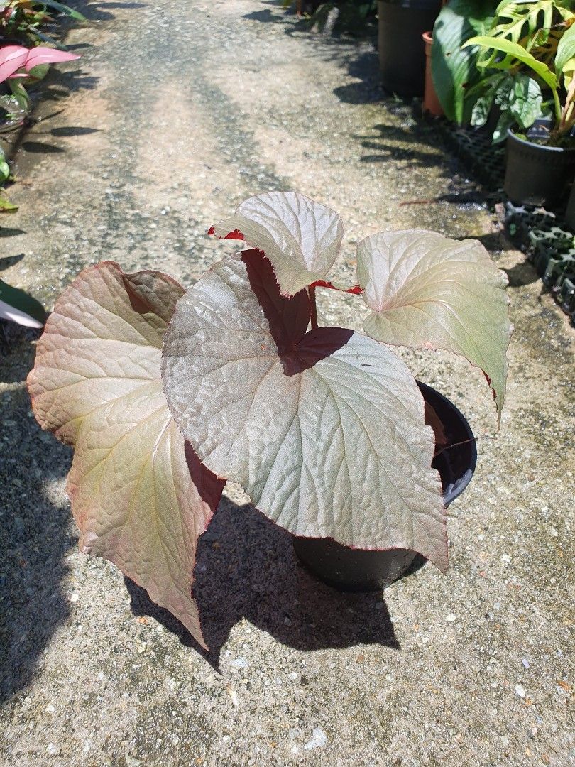 Begonia 'U508', Furniture & Home Living, Gardening, Plants & Seeds on ...