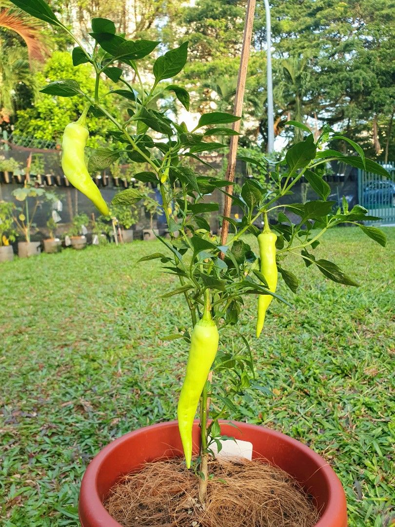 Cili Solok (10+ seeds), Furniture & Home Living, Gardening, Plants ...