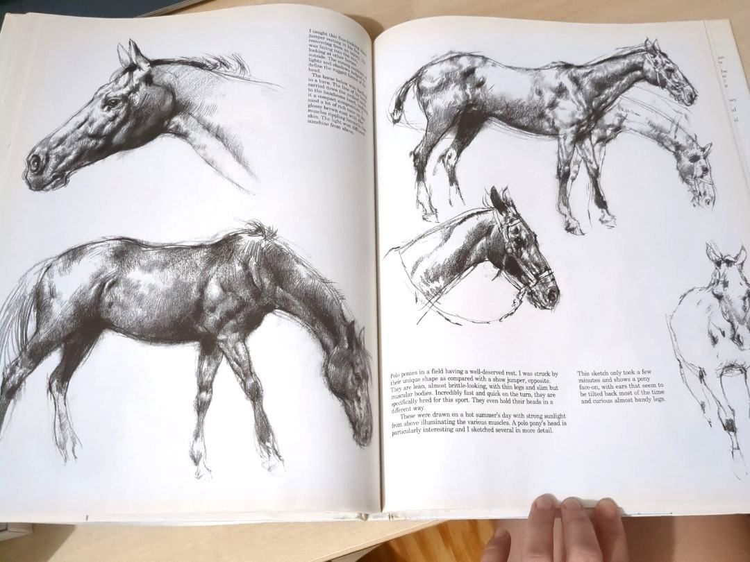 Drawing Animals by Victor Ambrus, Hobbies & Toys, Books & Magazines ...
