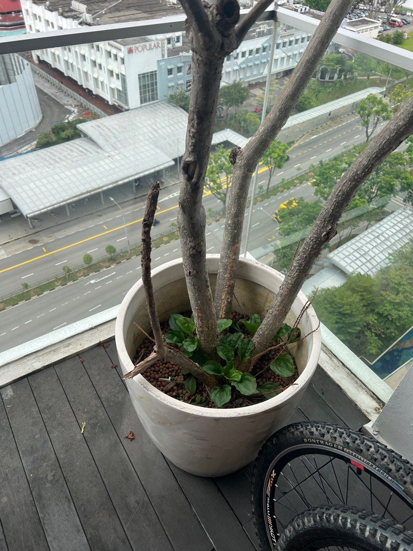 Large Frangipani Tree Plant Pot, Furniture & Home Living, Gardening ...