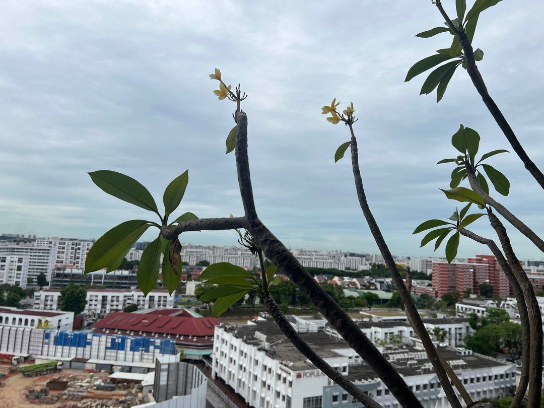 Large Frangipani Tree Plant Pot, Furniture & Home Living, Gardening ...