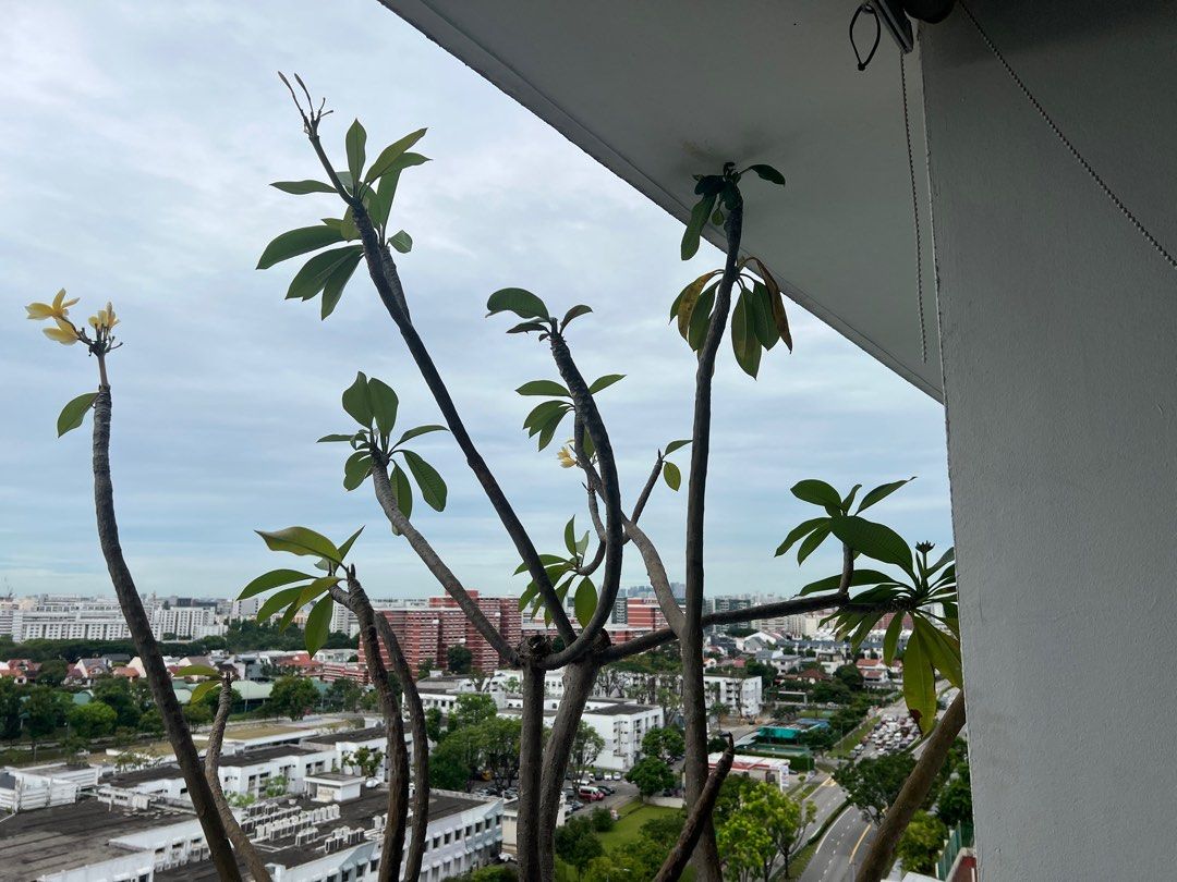 Large Frangipani Tree Plant Pot, Furniture & Home Living, Gardening ...