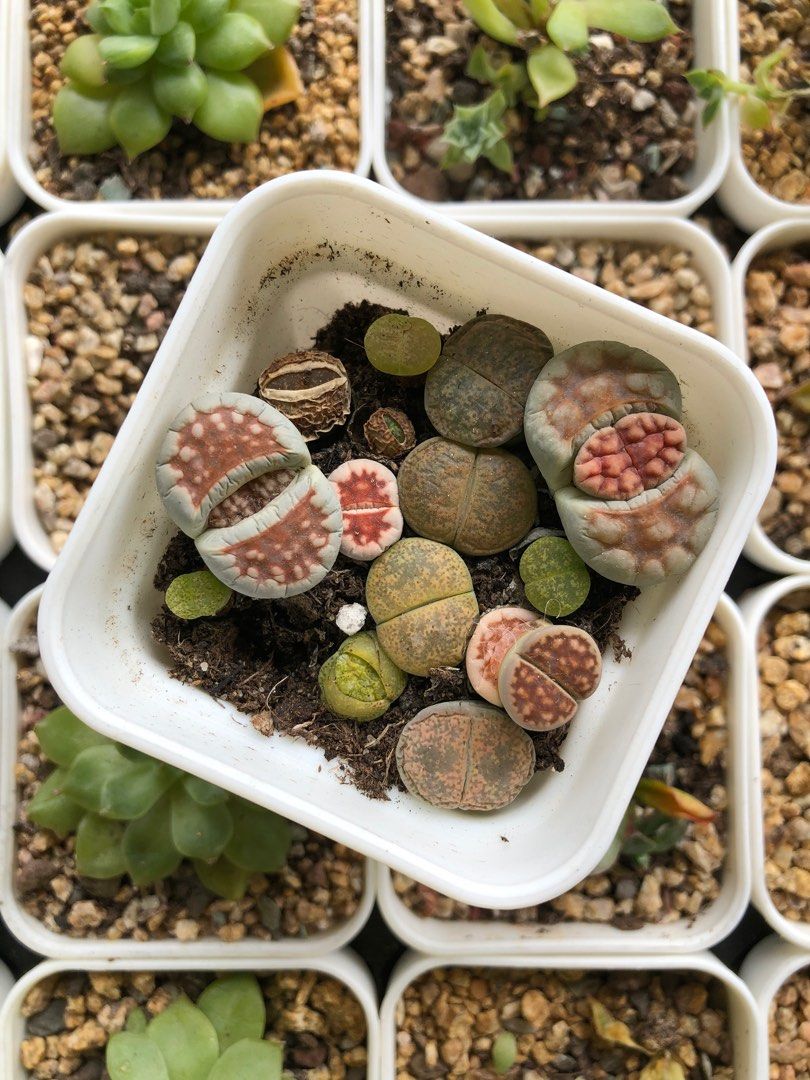 Pot of Lithops @$30 each, Furniture & Home Living, Gardening, Plants ...