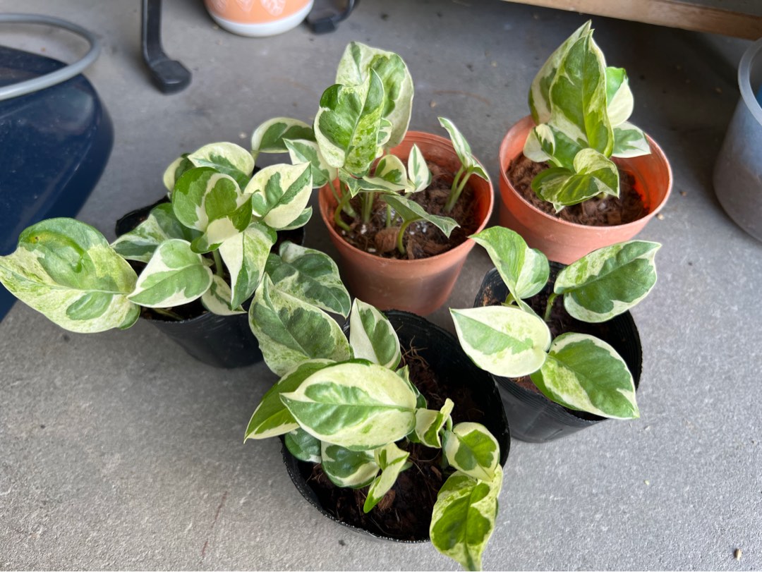 Pothos N Joy Money Plant Indoor Plant Furniture Home Living Gardening Plants Seeds On pothos-n-joy-money-plant-indoor-plant-furniture-home-living-gardening-plants-seeds-on
