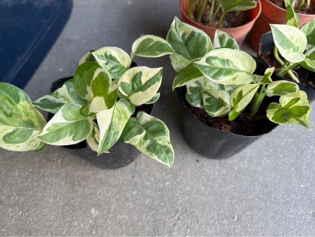 Pothos N Joy Money Plant Indoor Plant Furniture Home Living Gardening Plants Seeds On pothos-n-joy-money-plant-indoor-plant-furniture-home-living-gardening-plants-seeds-on