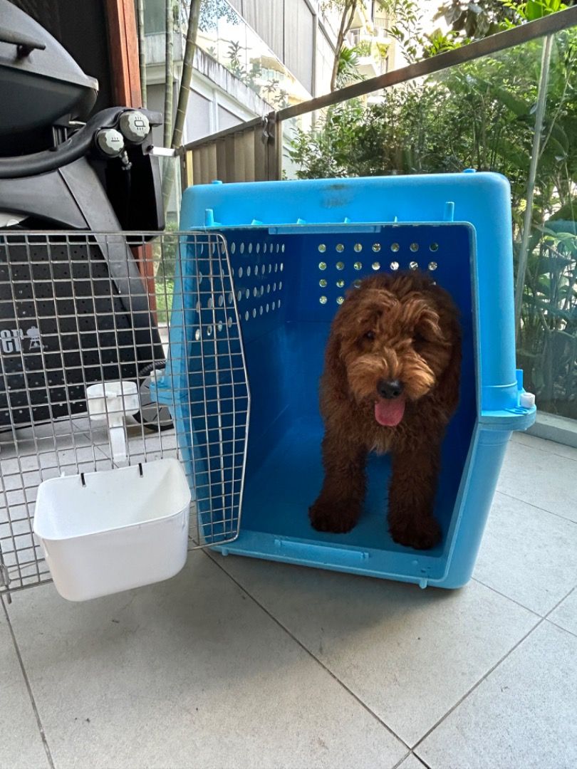 PP 50 airline approved crate, Pet Supplies, Homes & Other Pet ...