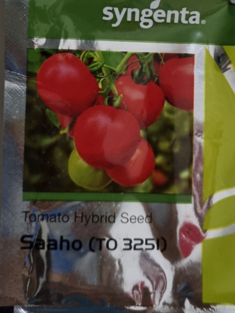 Tomato Hybrid Seeds (1gram), Furniture & Home Living, Gardening, Plants ...