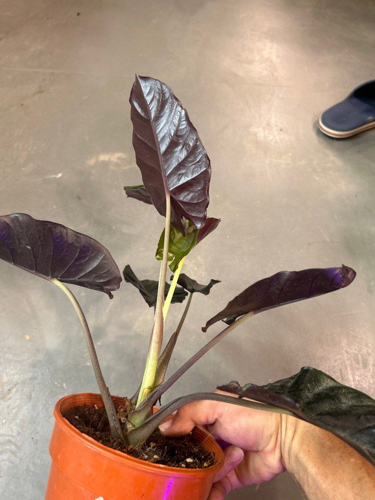 Alocasia Infernalis (Black Magic), Furniture & Home Living, Gardening ...