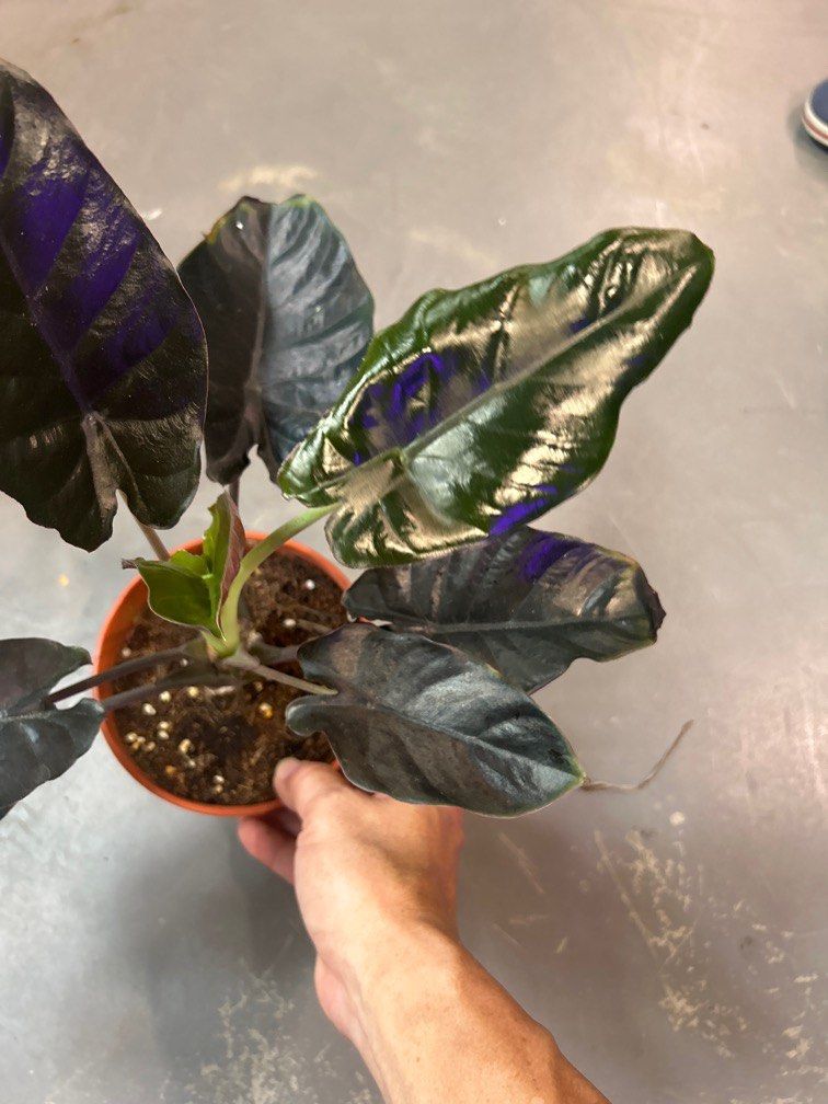 Alocasia Infernalis (Black Magic), Furniture & Home Living, Gardening ...