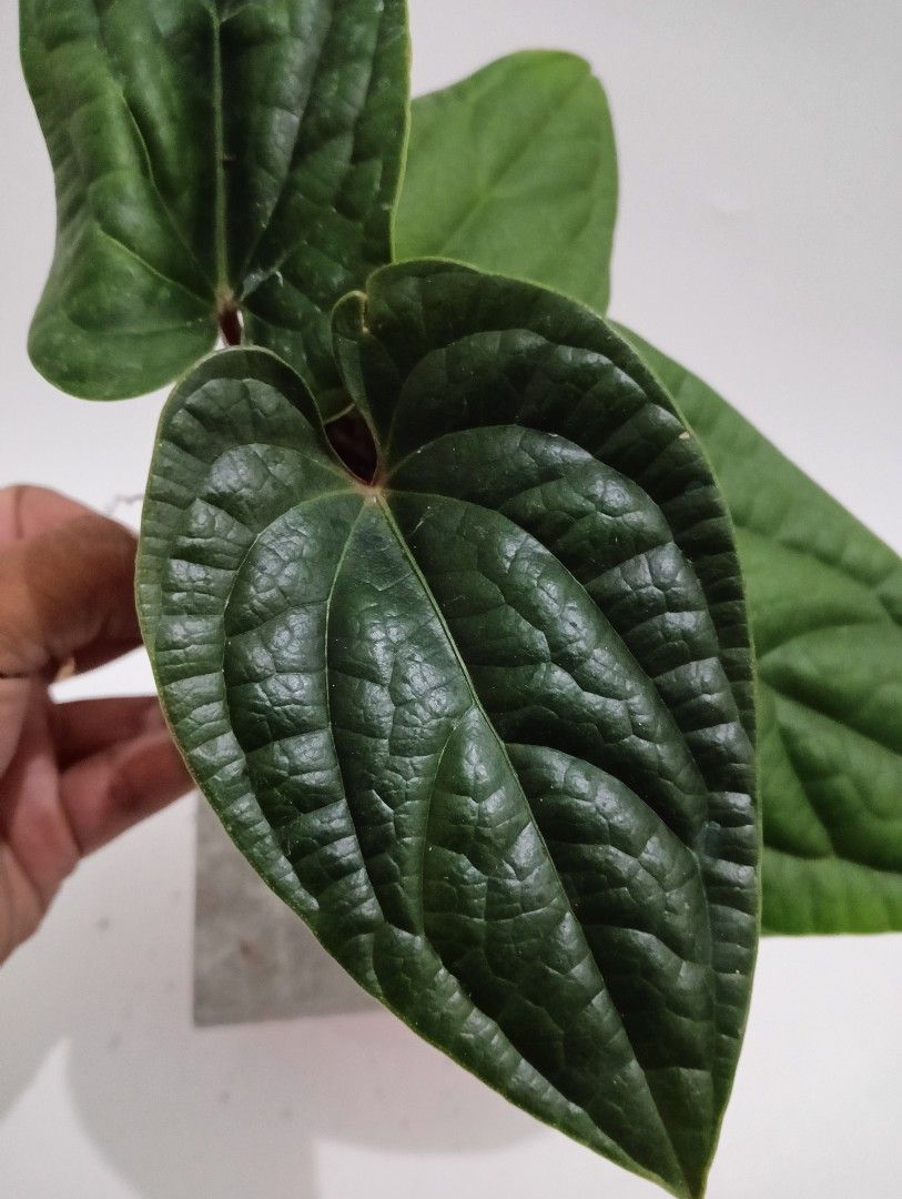 Anthurium Radicans x Luxurians, Furniture & Home Living, Gardening ...