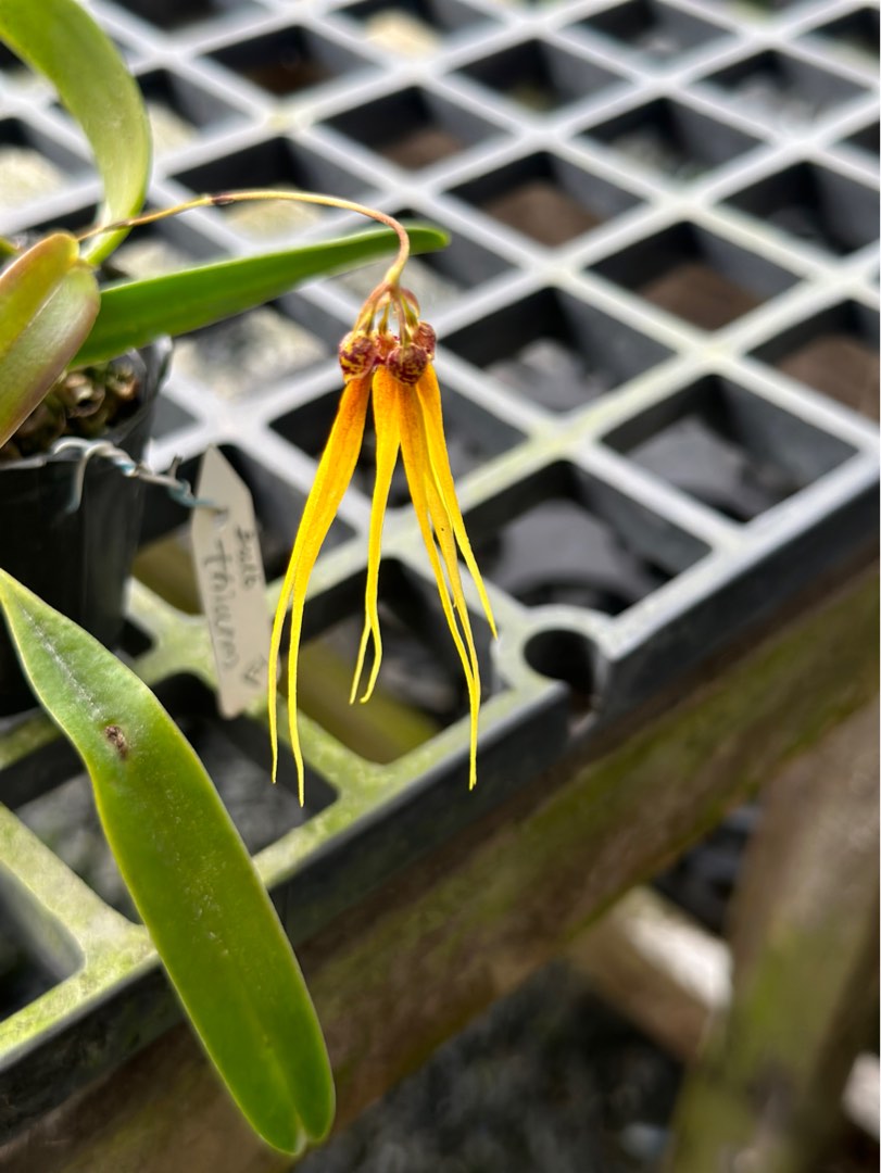 bulbophyllum thiurum orchid, Furniture & Home Living, Gardening, Plants ...