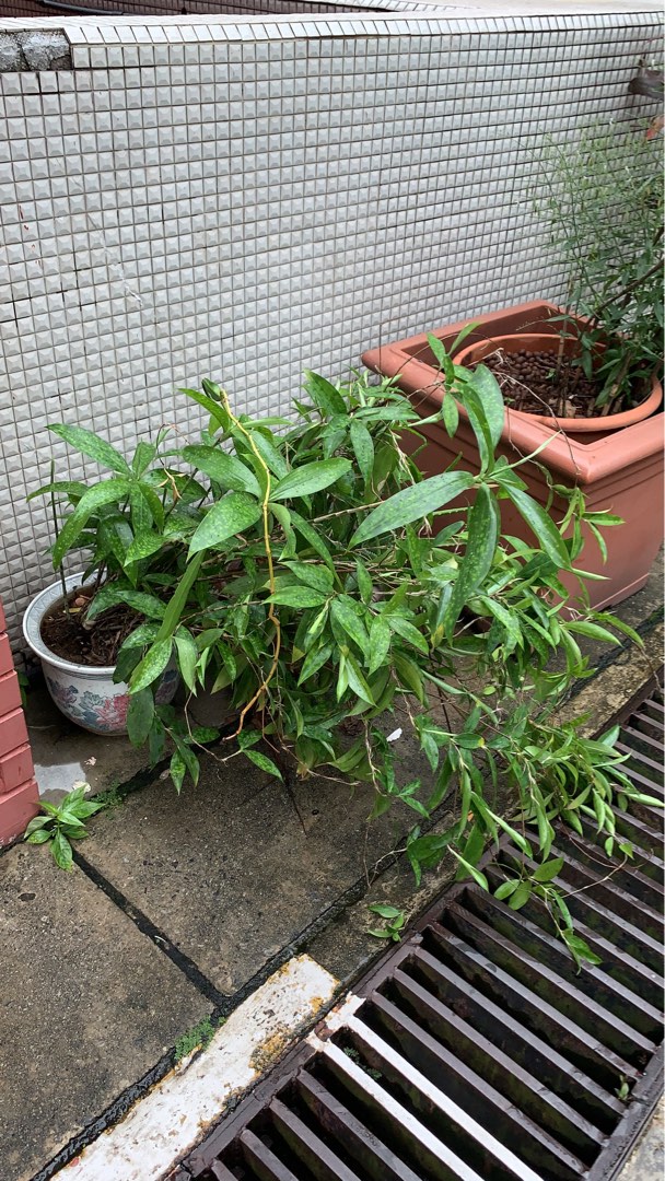 Chinese Bamboo leaf plant, Furniture & Home Living, Gardening, Plants ...