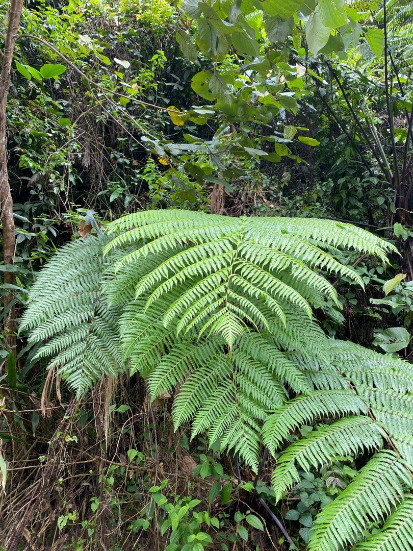 Cyathea contaminans/ Tree fer, Furniture & Home Living, Gardening ...