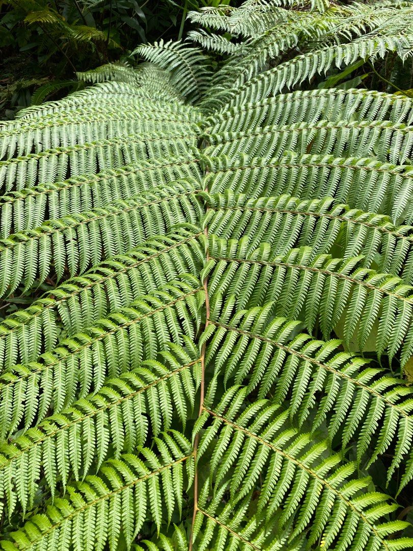 Cyathea contaminans/ Tree fer, Furniture & Home Living, Gardening ...