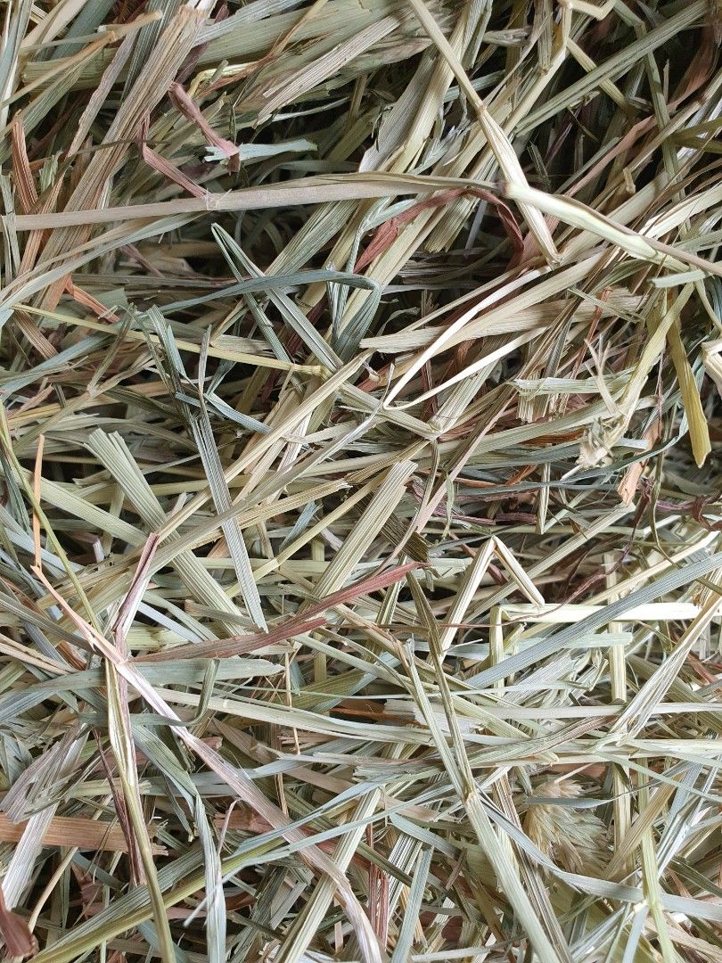 Fresh Orchard Grass Hay - June 2023, Pet Supplies, Pet Food on Carousell