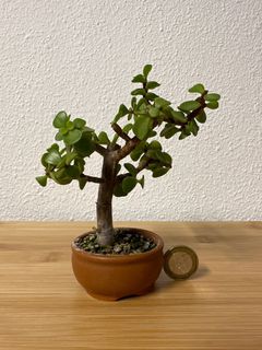 Jade mame bonsai mini plant (aka fengshui plant), Furniture & Home ...