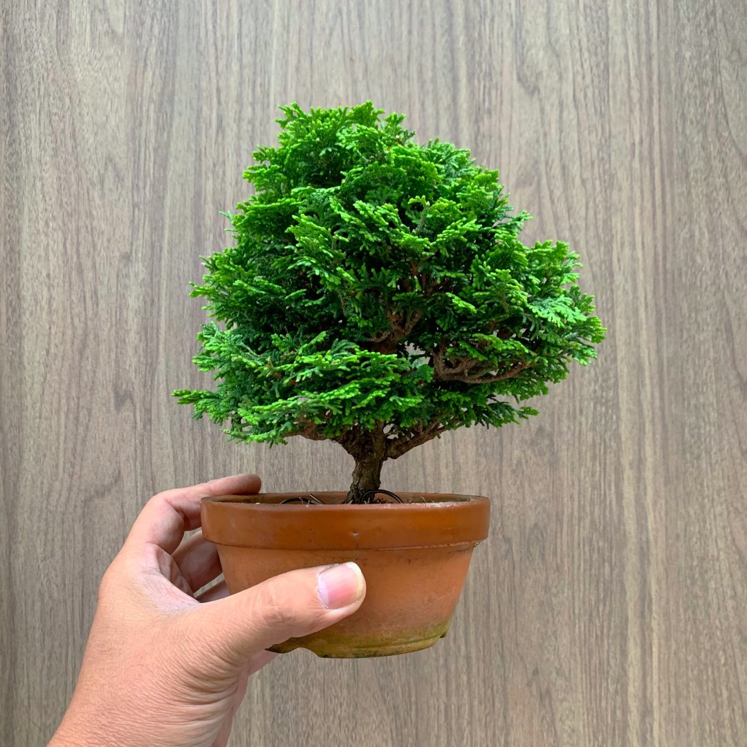 Japanese Hinoki Cypress Bonsai, Furniture & Home Living, Gardening ...