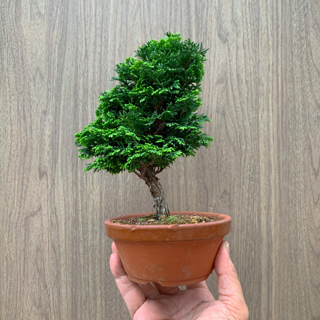 Japanese Hinoki Cypress Bonsai, Furniture & Home Living, Gardening ...