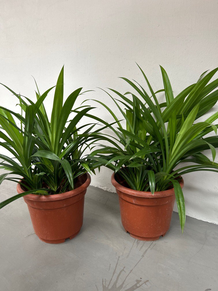 Pandan Plant 4stems (Big Pot) $20 each, Furniture & Home Living ...