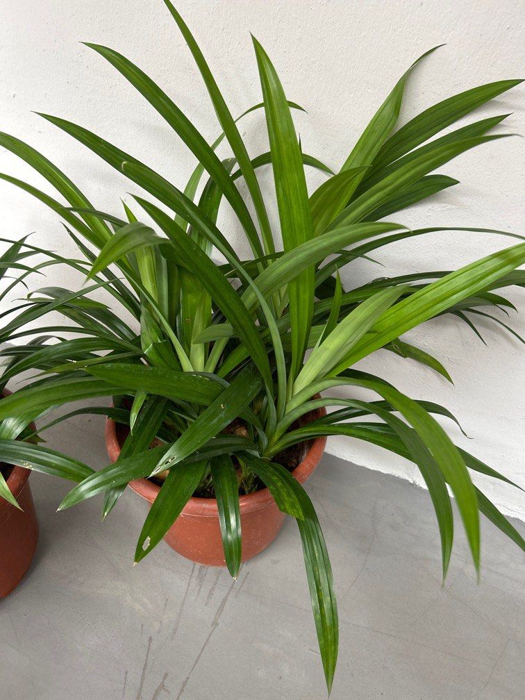 Pandan Plant 4stems (Big Pot) $20 each, Furniture & Home Living ...