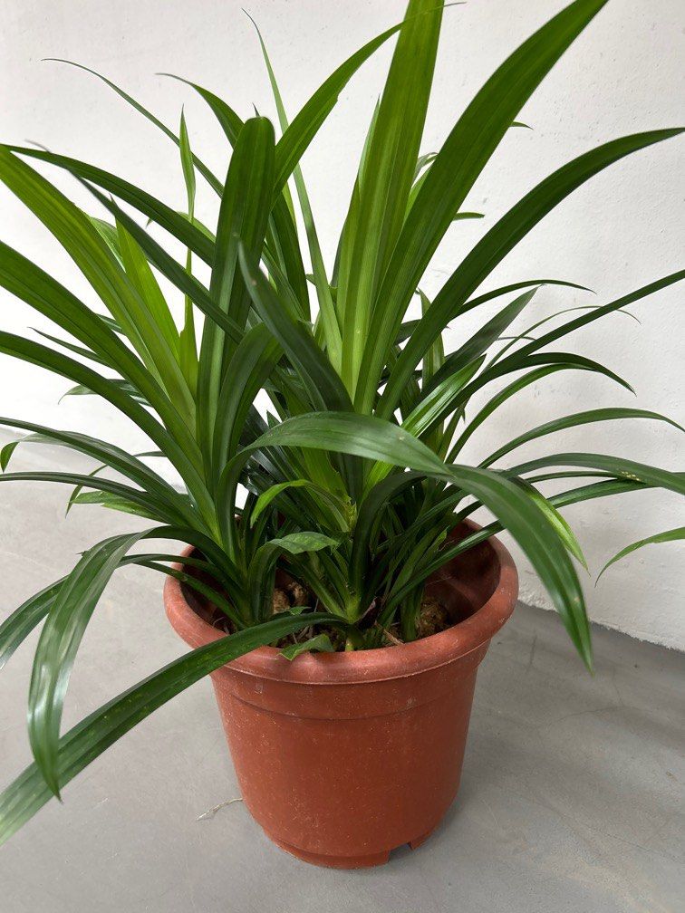 Pandan Plant 4stems (Big Pot) $20 each, Furniture & Home Living ...