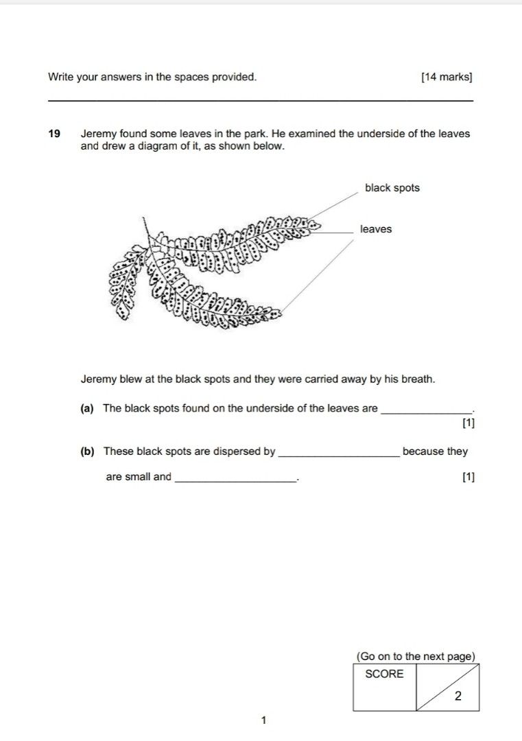 PSLE FOUNDATION PRELIM PAPERS - Maths /Sci, Hobbies & Toys, Books ...