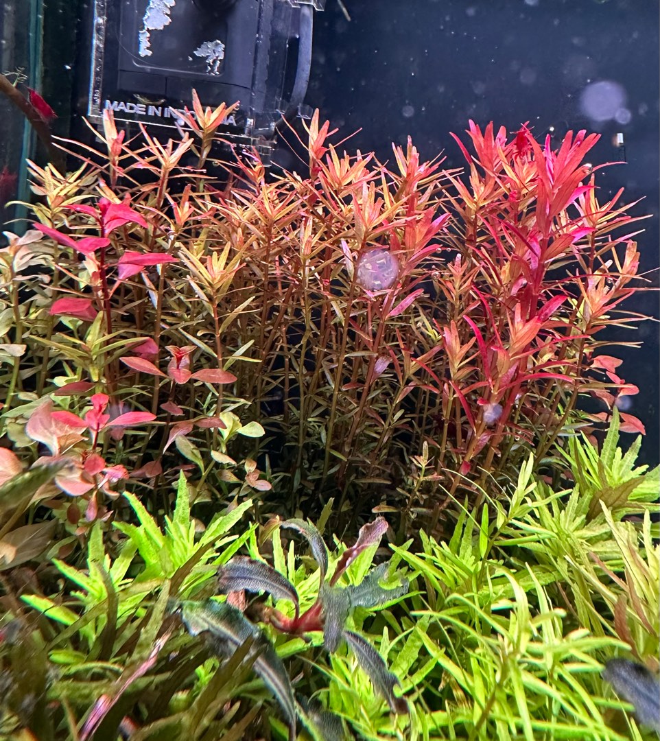 Rotala Mix | Stem | Aquatic Plants, Furniture & Home Living, Gardening ...