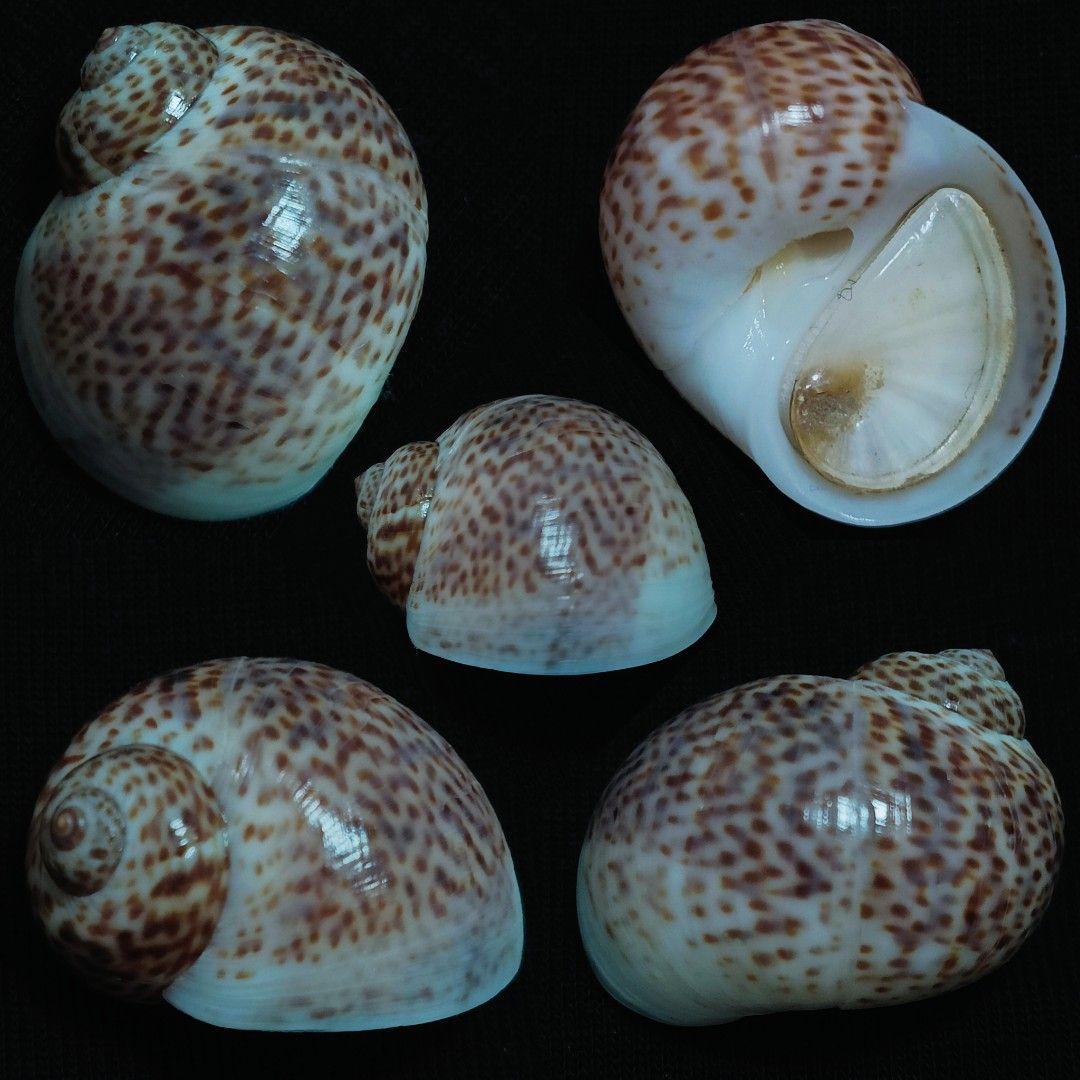Seashell - Tiger Moon Shell, Hobbies & Toys, Memorabilia & Collectibles ...