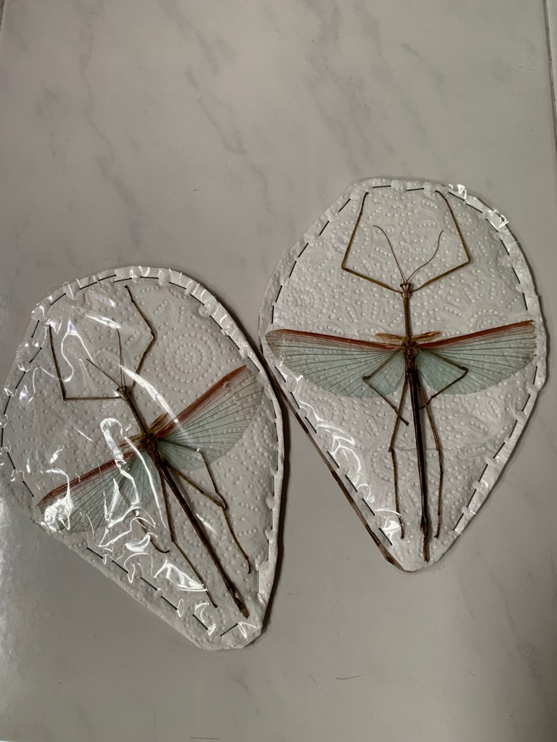 Stick insect taxidermy specimen, Hobbies & Toys, Memorabilia ...