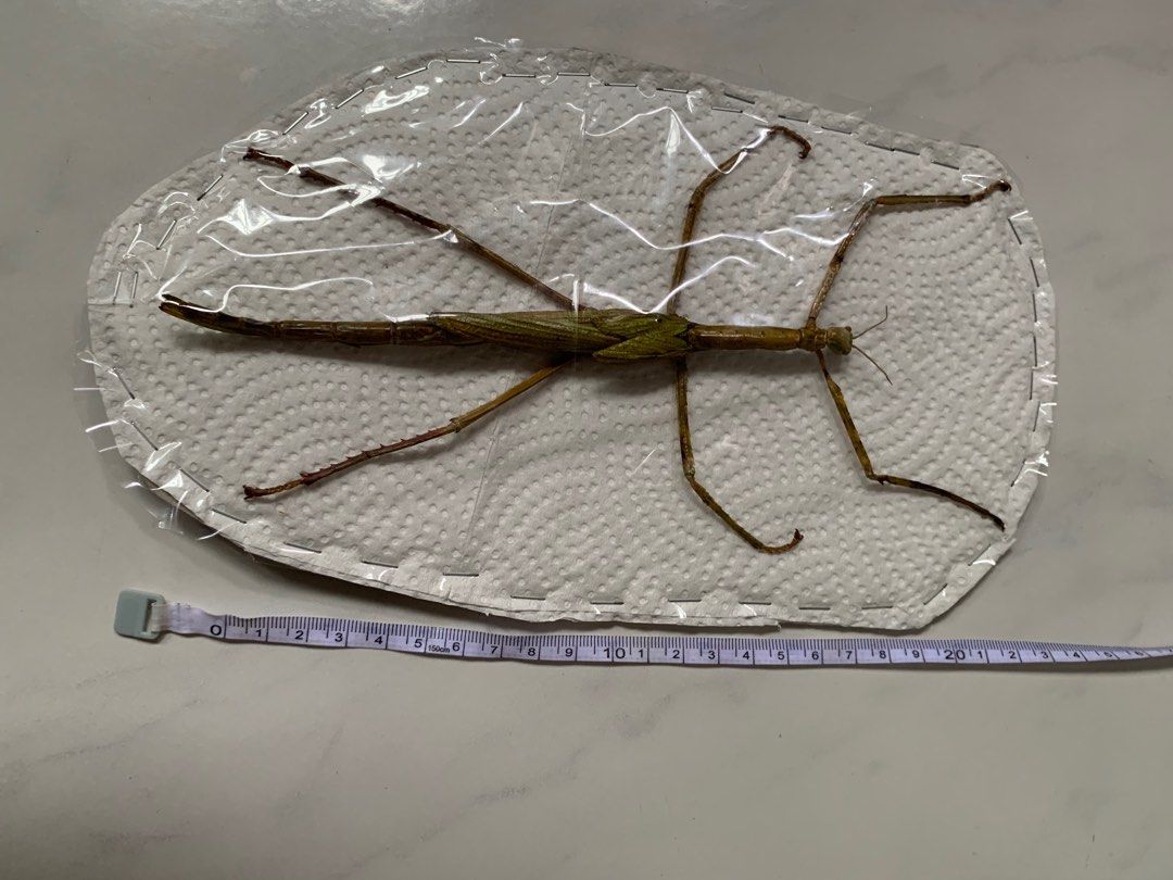 Stick insect taxidermy specimen, Hobbies & Toys, Memorabilia ...
