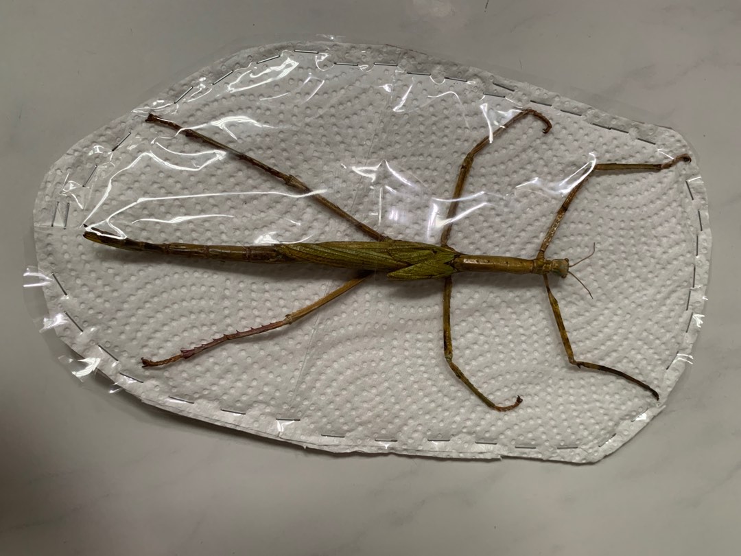 Stick insect taxidermy specimen, Hobbies & Toys, Memorabilia ...