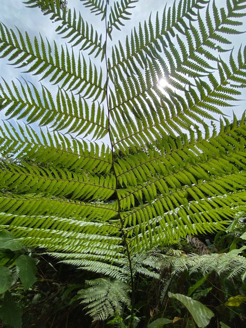 Tree fern / Cyathea contaminans, Furniture & Home Living, Gardening ...