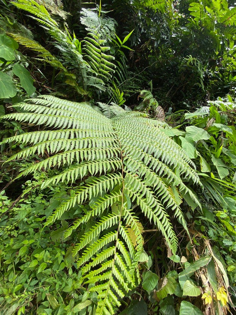 Tree fern / Cyathea contaminans, Furniture & Home Living, Gardening ...