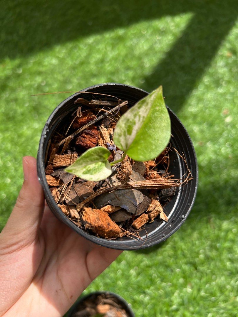 Anthurium Hookeri Variegated(Pink), Furniture & Home Living, Gardening ...