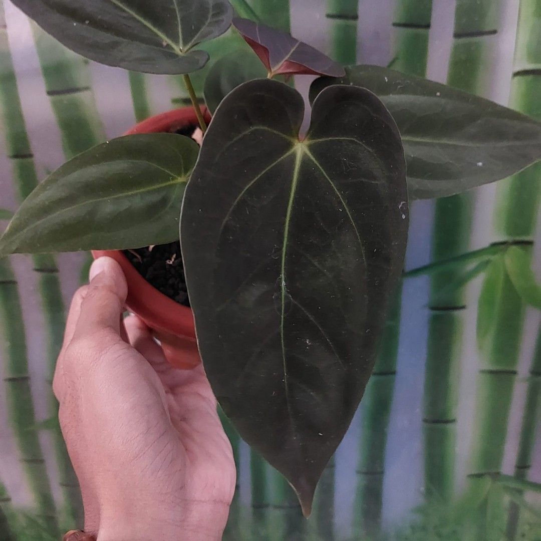 Anthurium Blue papillilaminum, Perkebunan di Carousell