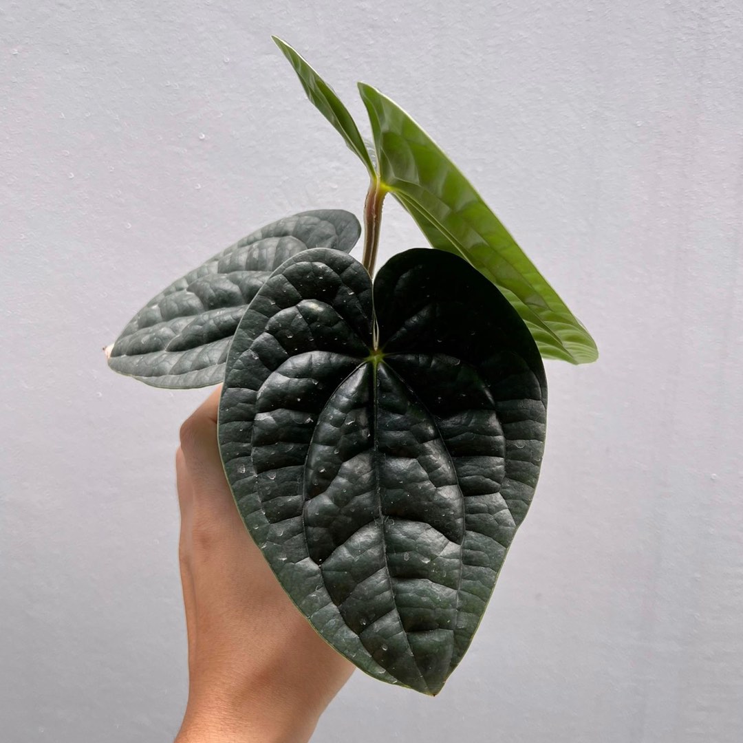 Anthurium Luxurians, Furniture & Home Living, Gardening, Plants & Seeds ...