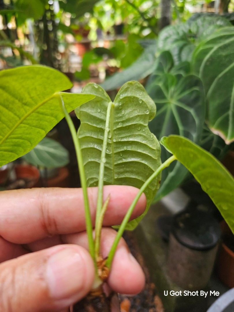 Anthurium Veitchii Narrow form, Furniture & Home Living, Gardening ...