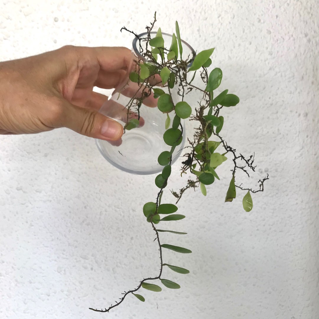 Dragon Scale Fern, Furniture & Home Living, Gardening, Plants & Seeds ...