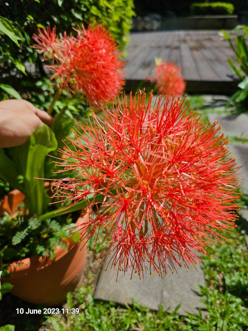 Fire cracker plant, Furniture & Home Living, Gardening, Plants & Seeds ...