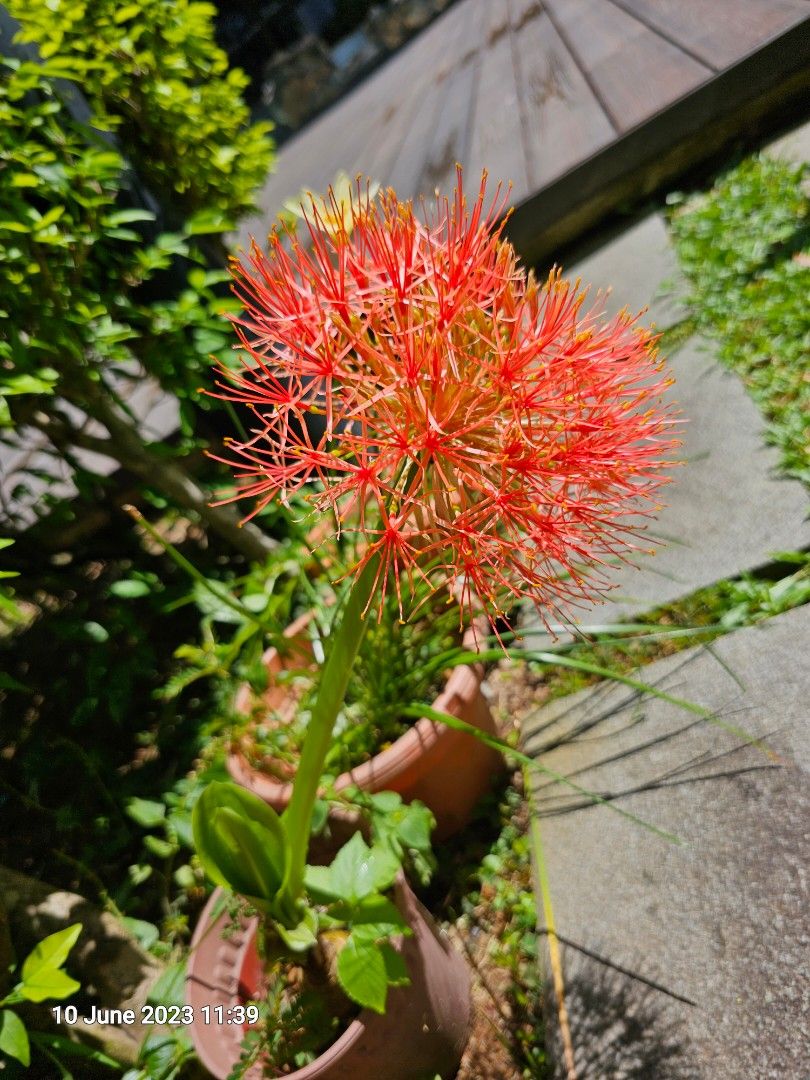 Fire cracker plant, Furniture & Home Living, Gardening, Plants & Seeds ...