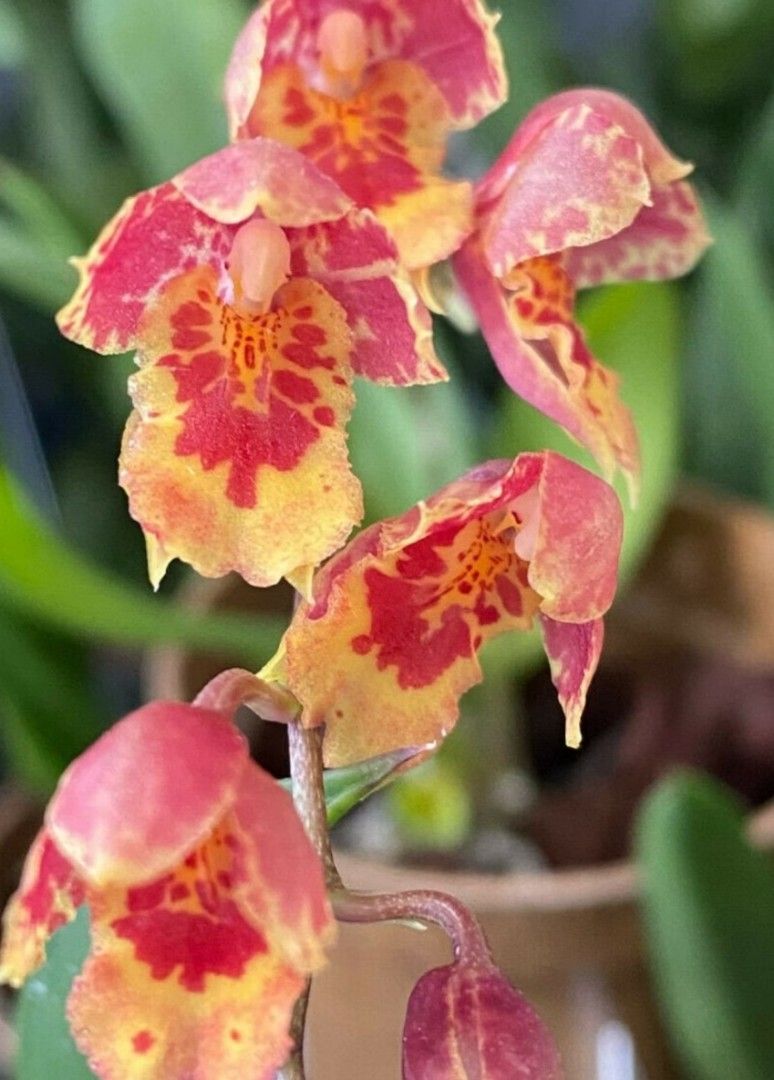 Howeara Lava Burst 'Pacific Sun' Orchid (Blooming), Furniture & Home ...