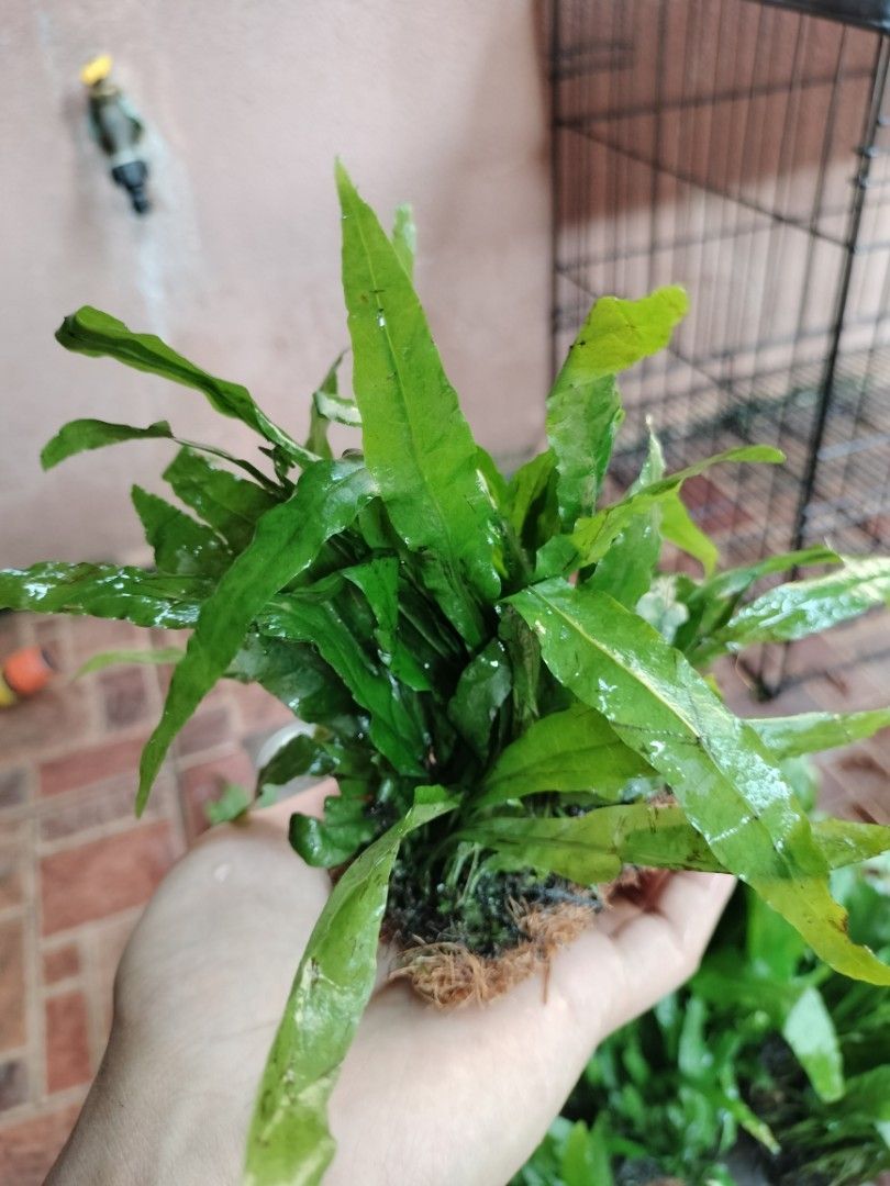 Java fern aquatic plant aquarium plant epiphytes on Carousell Java fern aquatic plant aquarium plant epiphytes on Carousell