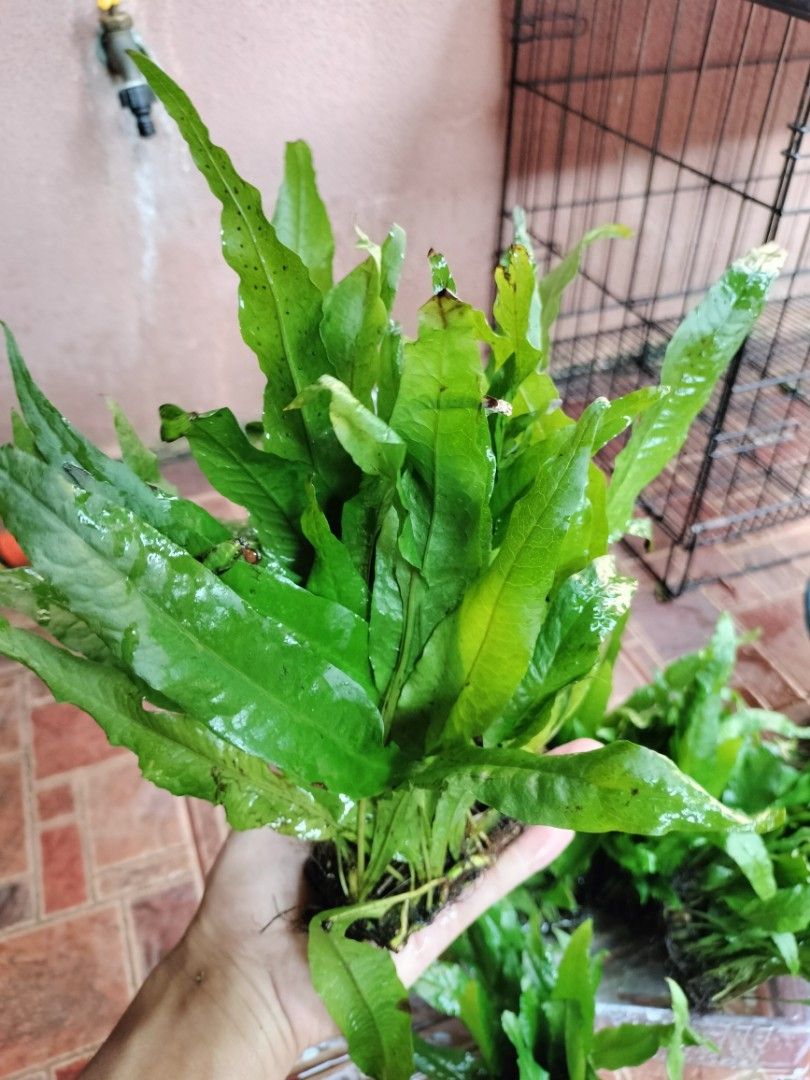 Java fern aquatic plant aquarium plant epiphytes on Carousell Java fern aquatic plant aquarium plant epiphytes on Carousell